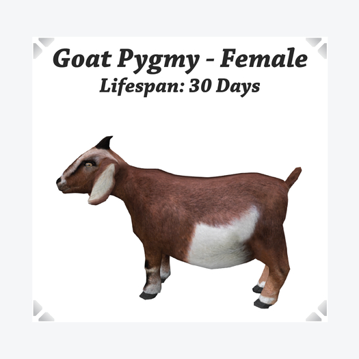 Second Life Marketplace - [OCD] DFS Goat Pygmy - Female Texture